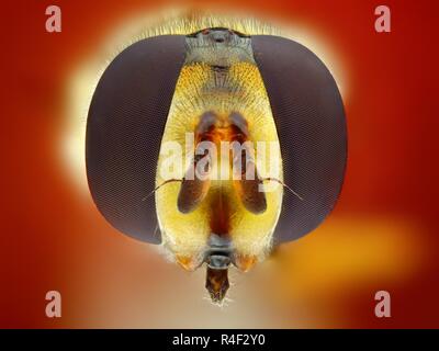 Extremely sharp and detailed study of a Hoverfly taken with a macro ...