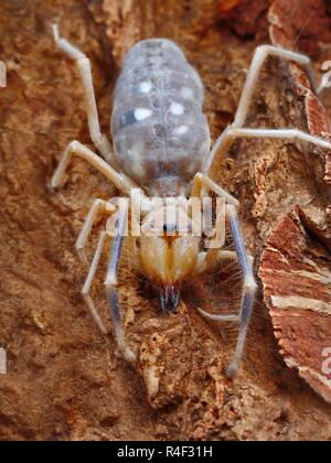 Camel spider close-up of head Stock Photo - Alamy