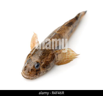 river goby, monkey goby (Gobius fluviatilis, Neogobius fluviatilis ...