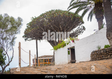 Millennial Drago tree. Tenerife Island. Famous 1000 years old dragon ...