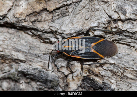 Eastern Boxelder bug (Boisea trivittata) with missing right elytron ...