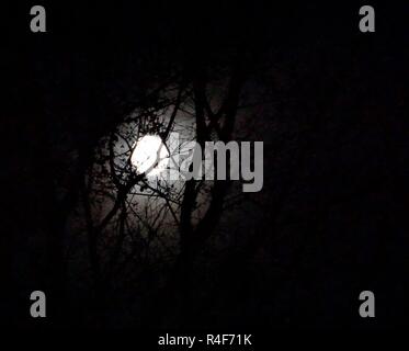 Trees in the moonlight Stock Photo - Alamy