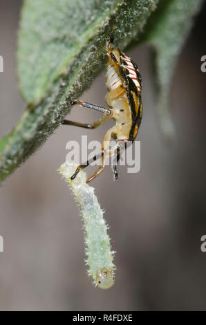 Stink Bug (Podisus sp.) - Nymph with prey on a leaf Stock Photo - Alamy