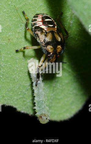 Stink Bug (Podisus sp.) - Nymph with prey on a leaf Stock Photo - Alamy