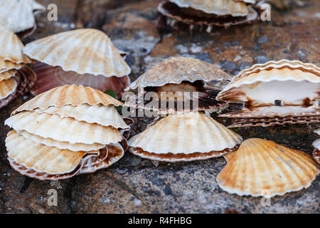 Many scallop shells lying on rocks Stock Photo - Alamy