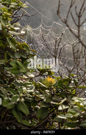 Hawaii Volcanoes National Park, Hawaii - A spider's web covered with ...