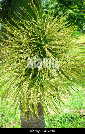 flower or small fruit of dates palm on tree in the green palm garden ...