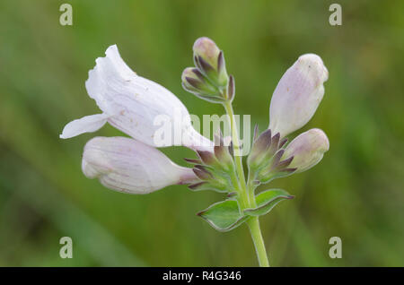 cobaea beardtongue (Penstemon cobaea Stock Photo - Alamy