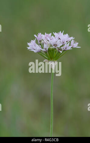 Canadian Meadow garlic (Allium canadense) Plantae Stock Photo - Alamy