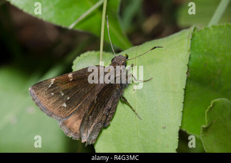 Northern Cloudywing, Cecropterus pylades, female Stock Photo - Alamy