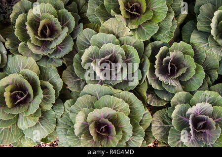 Background image leaves ; Vegetable plants Stock Photo - Alamy