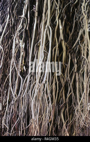 Descending roots of Indian fig tree ; pune ; maharashtra ; india ; asia ...