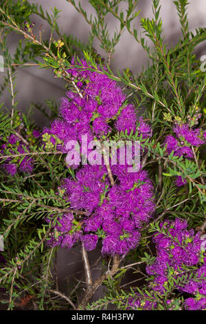 Bright green flowers and leaves of Melaleuca viridiflora - paperbark ...