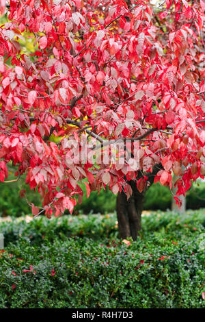 beautiful red plum trees in the autumn season Stock Photo - Alamy