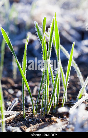 garden, brown, brownish, brunette, frozen, equipment, blizzard, dig ...