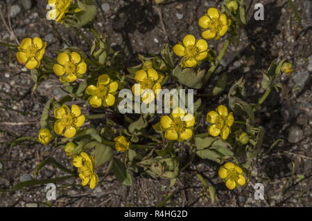 Thore's Buttercup, Ranunculus thora, in flower in limestone pasture ...