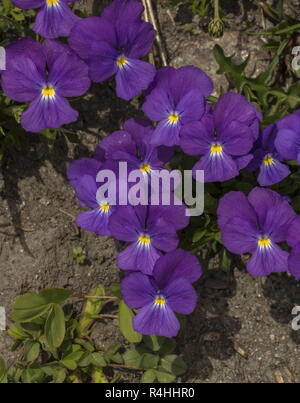 Mont Cenis pansy, Viola cenisia, in flower on the Col de L'Iseran ...