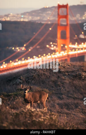 Deer golden gate bridge Stock Photo - Alamy