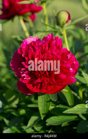 Wonderful red peonies in bloom. Photographed at the arboretum in ...