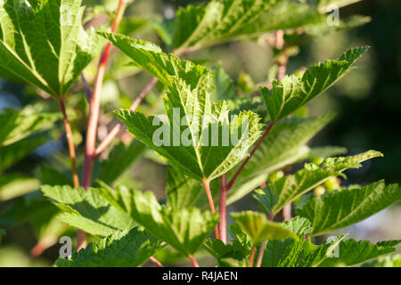 leaf, leaves, currant, lawn, green, fresh, two, foliage, leaf, detail ...