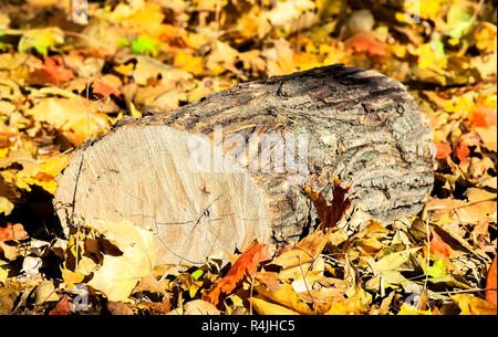 Oak logs on fallen colorful autumn leaves Stock Photo - Alamy