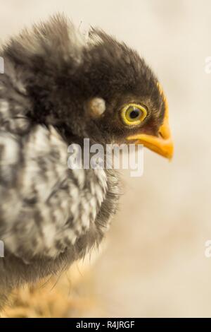 black and white spotted chick Stock Photo - Alamy