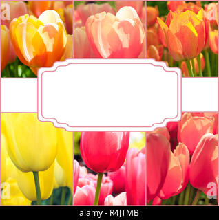 Tulip fields collage of different tulips Stock Photo - Alamy