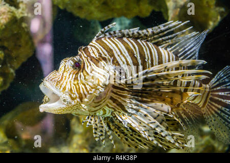 closeup of a lionfish head with open mouth, tropical venomous aquarium ...