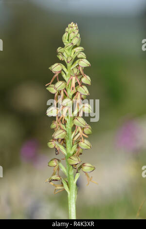 Man orchid (Orchis anthropophorum), flower figures, detail, nature ...