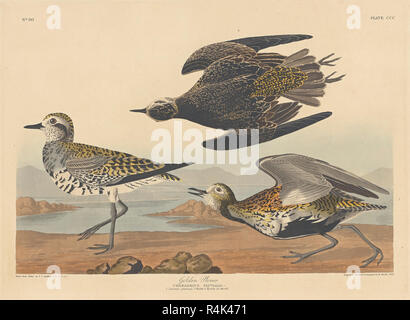 Golden Plover, 1836 Stock Photo - Alamy