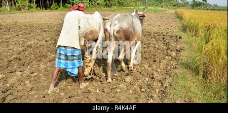 - An Indian farmer belonging to West Bengal is ploughing his field with ...