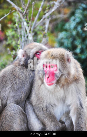 Two Japanese macaque snuggling up to stay warm during autumn Stock ...