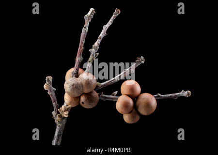 A group of Marble Oak galls, Andricus kollari, photographed in a studio ...