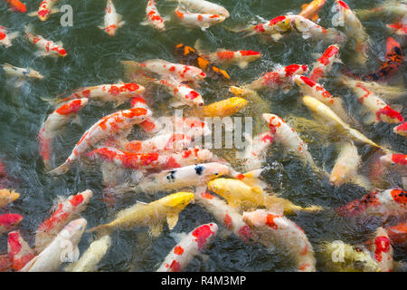 Feeding crap fish Stock Photo - Alamy