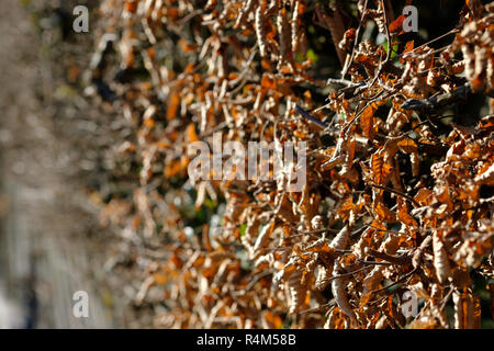 Carpinus betulus Winter foliage hedge Stock Photo - Alamy