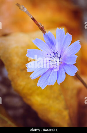 close up of Common chicory flower, (Cichorium intybus) blooming in the ...