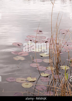 Reeds sticking out of water. Clouds and blue sky reflected on water ...