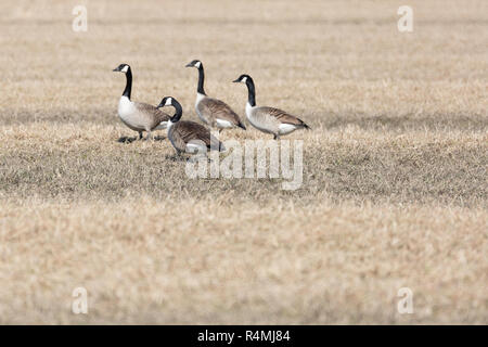 Canada Geese in Cultivated Field Stock Photo - Alamy