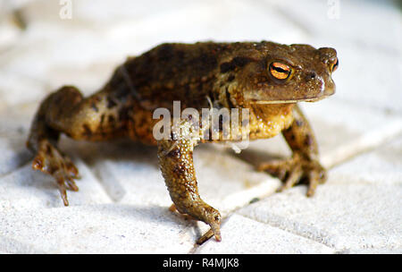 Little common european frog waiting for a leap attack on top of moss ...