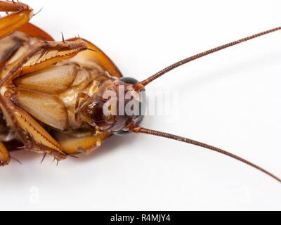 The close up photo of cockroach head isolated on white background Stock ...