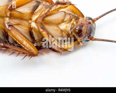 The close up photo of cockroach head isolated on white background Stock ...