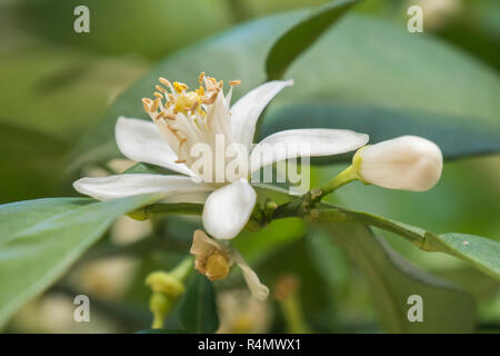 Orange blossom in spring, azahar flower Stock Photo - Alamy