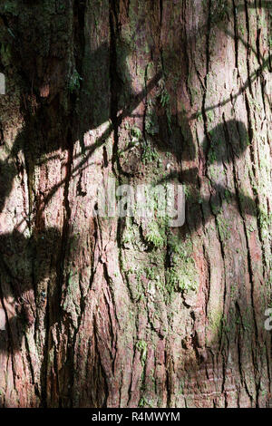 Deciduous tree on Vancouver Island, British Columbia, Canada Stock ...