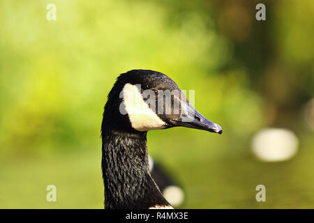 Canadian goose up close with its eye looking at you. Wildlife bird ...