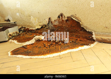 Dry rot fungus (Serpula lacrymans) on a sleeper wall beneath the floor ...