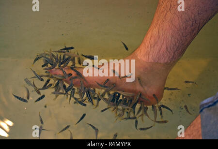 Fish spa feet pedicure skin care treatment with the fish Rufa Garra ...