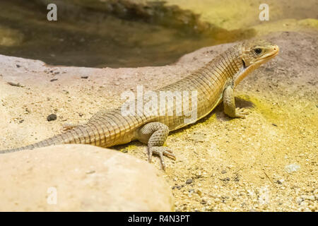 Sudan or Western plated lizard (Gerrhosaurus major, Broadleysaurus ...