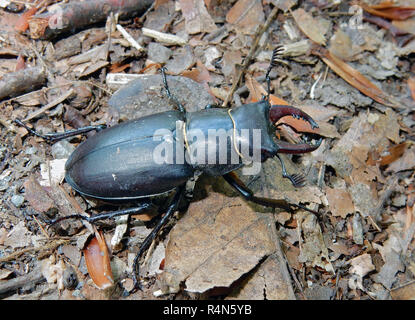 Male specimen of the stag beetle Lucanus ibericus, photographed in ...