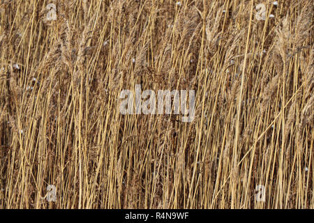 Wild grass in Illinois road side ditch Stock Photo - Alamy