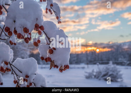 Crab apple tree covered with snow Stock Photo - Alamy